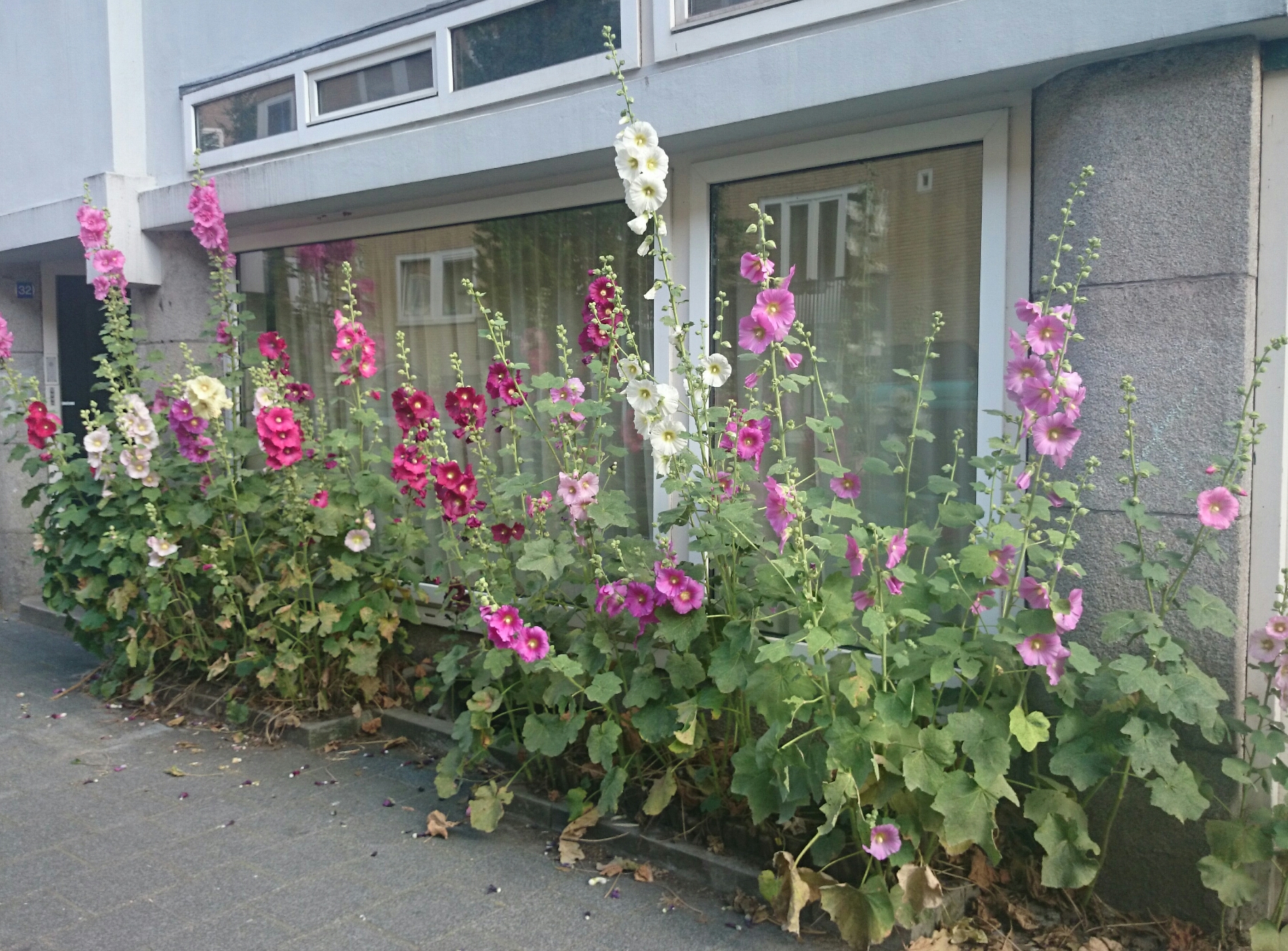 Stokroos staat op springen | De Westkrant